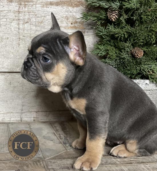 Past Puppies | First Class Frenchies
