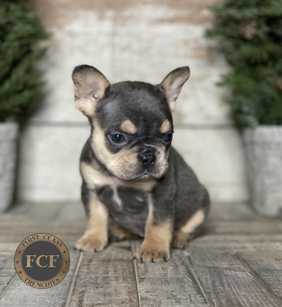 Past Puppies | First Class Frenchies