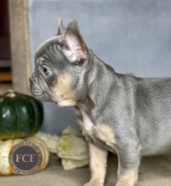 Past Puppies | First Class Frenchies