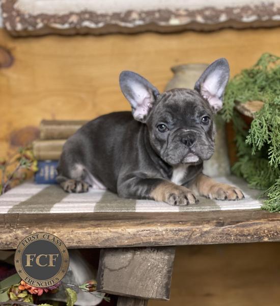 Past Puppies | First Class Frenchies