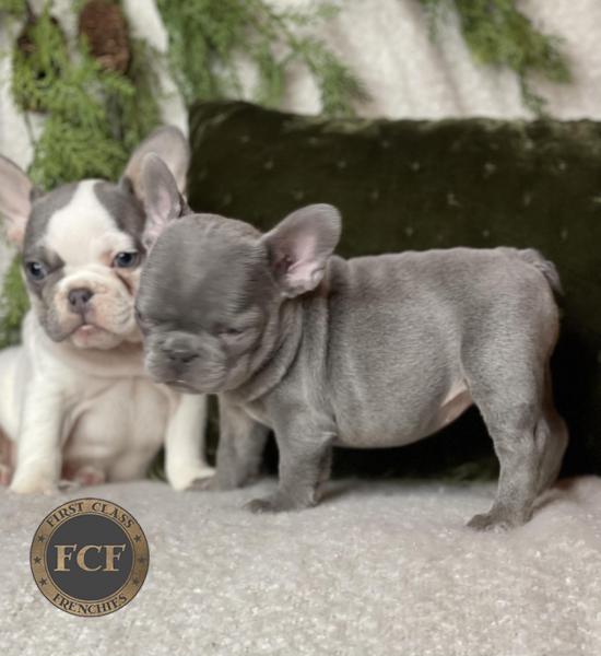 Past Puppies | First Class Frenchies