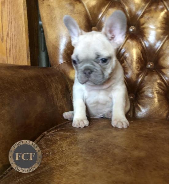 Past Puppies | First Class Frenchies