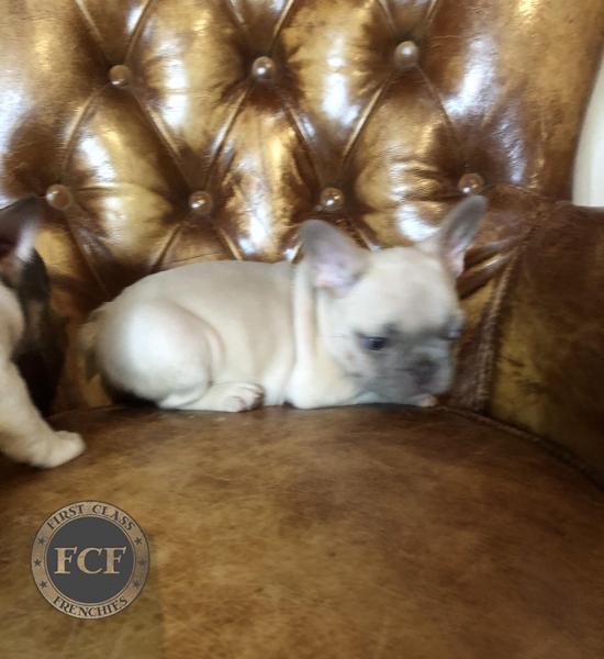 Past Puppies | First Class Frenchies
