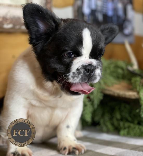 Past Puppies | First Class Frenchies