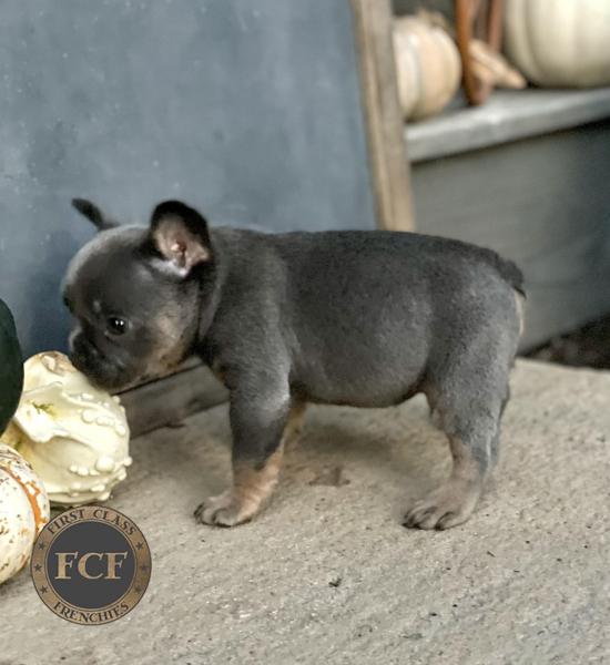 Past Puppies | First Class Frenchies