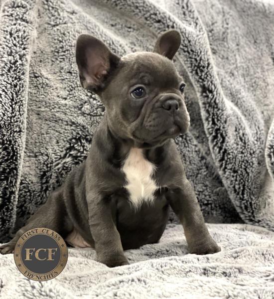 Past Puppies | Page 2 | First Class Frenchies