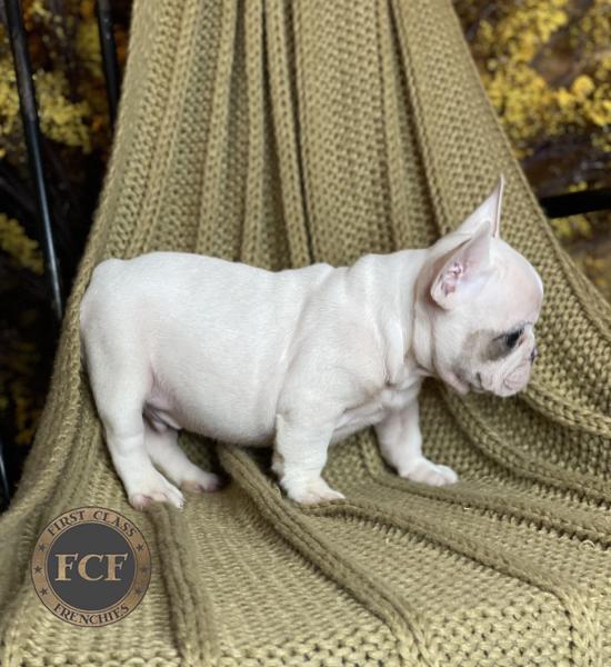 Past Puppies | First Class Frenchies