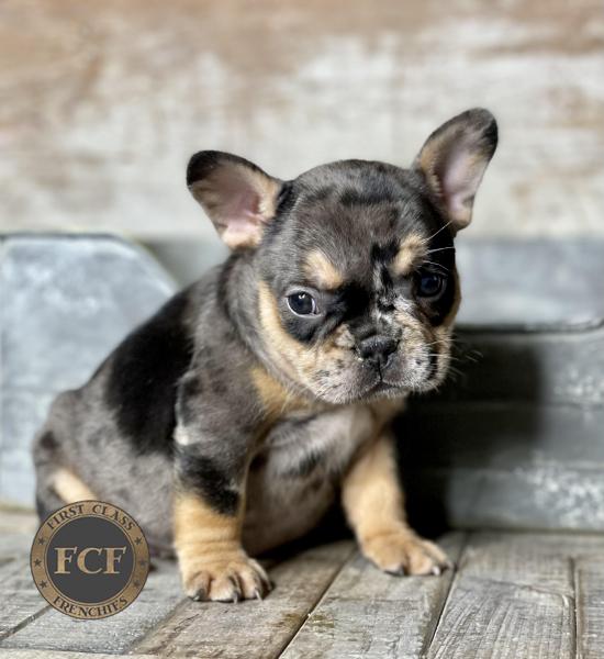 Past Puppies | First Class Frenchies