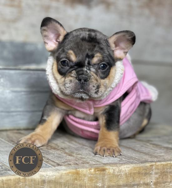 Past Puppies | First Class Frenchies