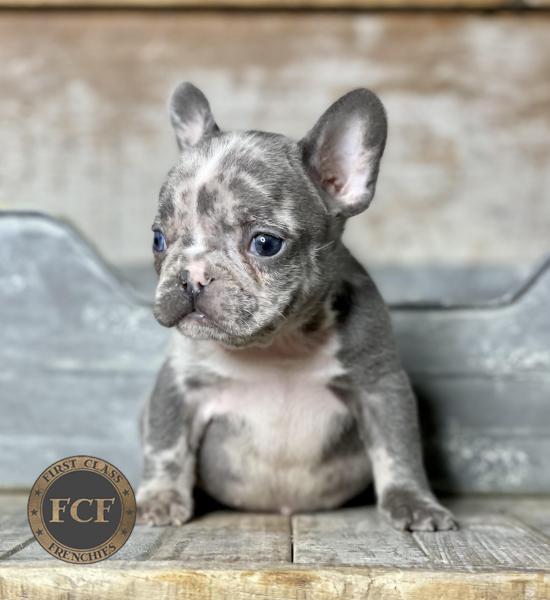 Past Puppies | First Class Frenchies