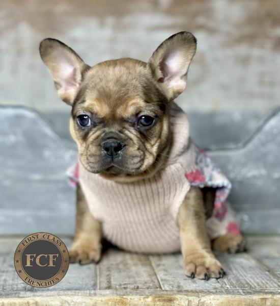 Past Puppies | First Class Frenchies