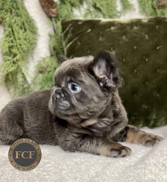 Past Puppies | First Class Frenchies