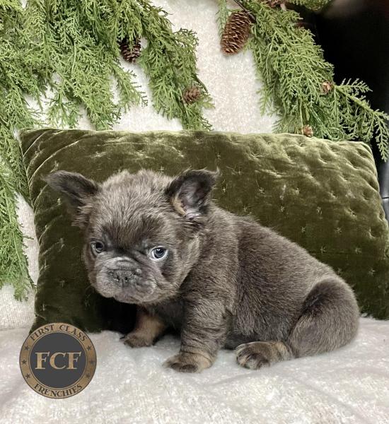 Past Puppies | First Class Frenchies