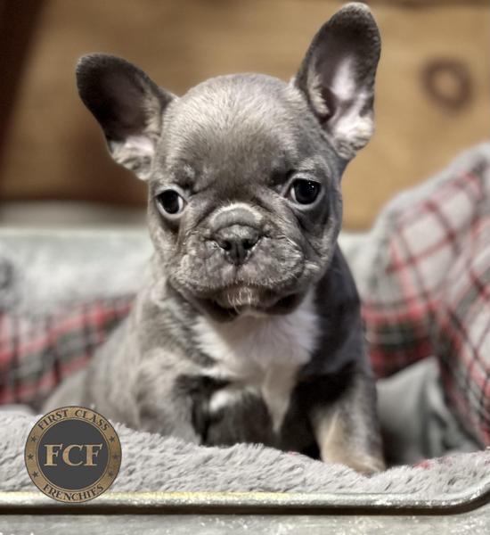 Past Puppies | First Class Frenchies